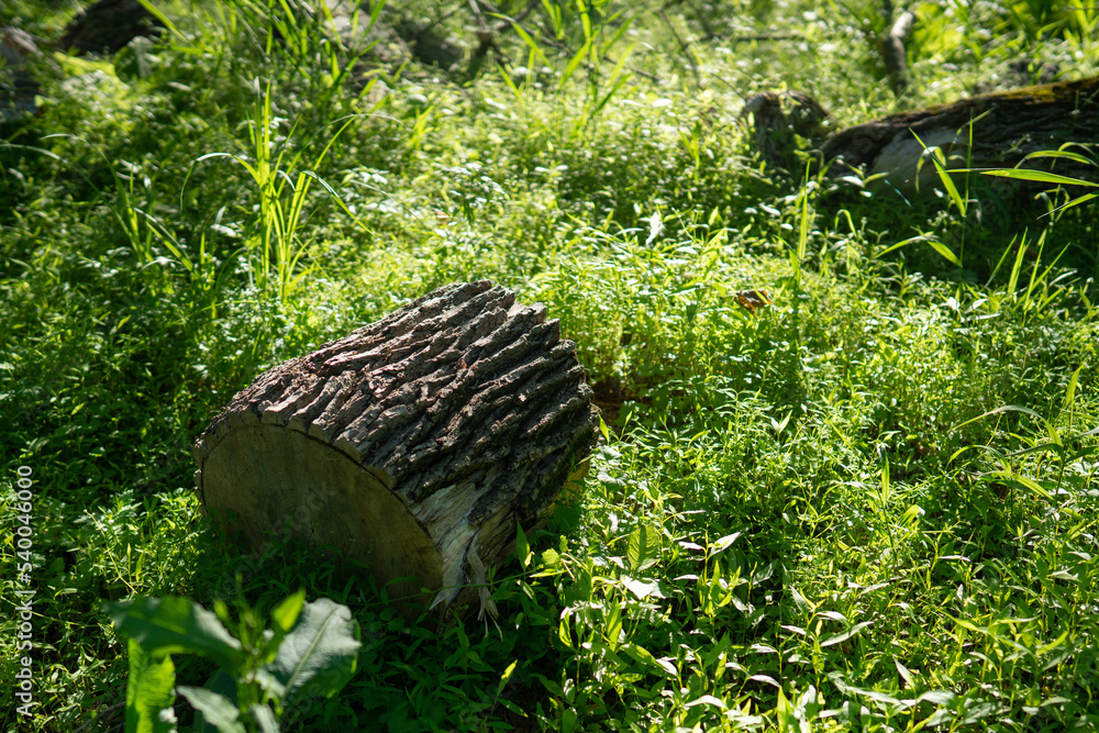 a heavy section of cut down tree left in yard will take years to rot ...