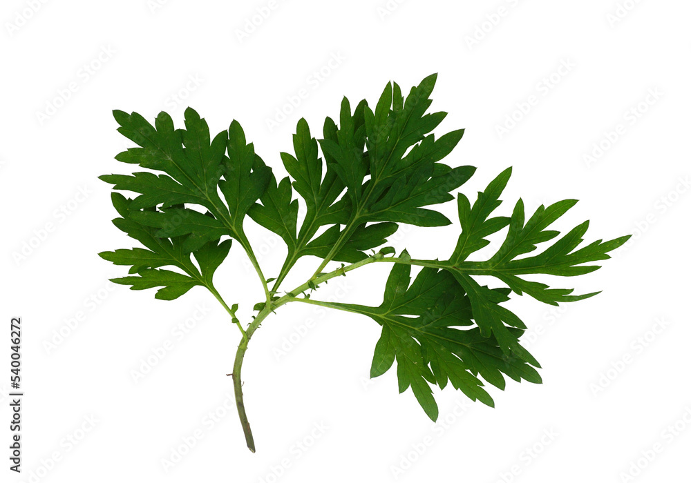 Branche d'armoise annuelle artemisia annua isolée sur fond blanc Stock ...
