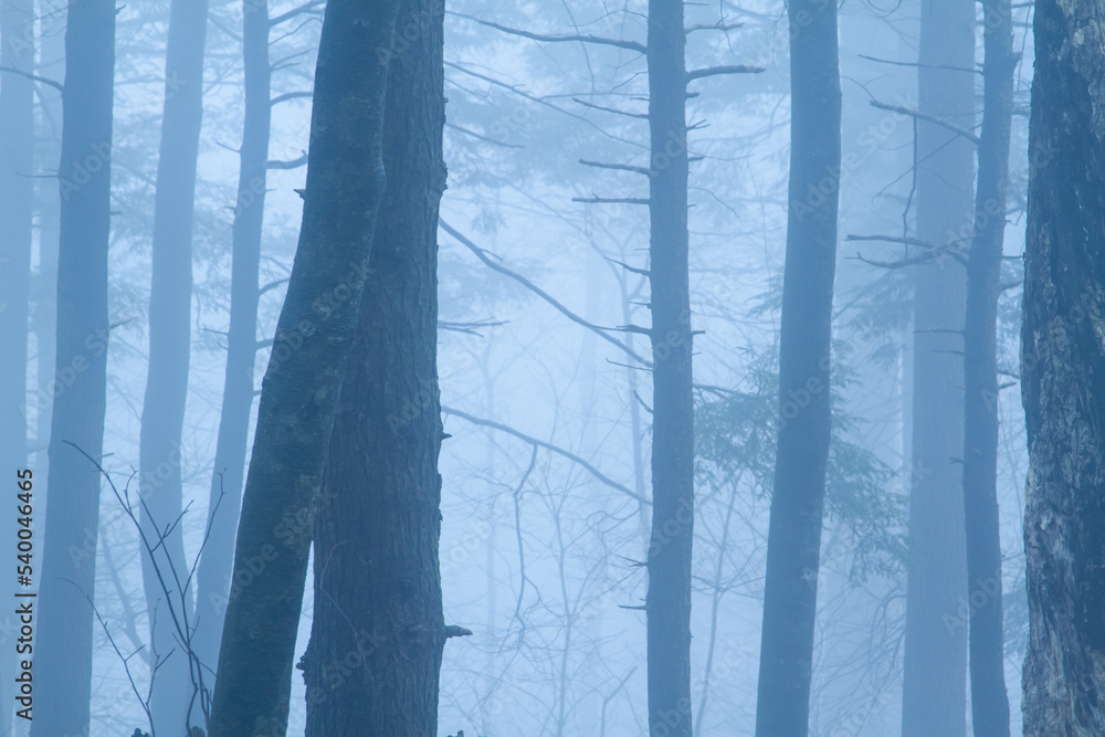 Tall old growth pine evergreen conifer forests cover the mountainside ...