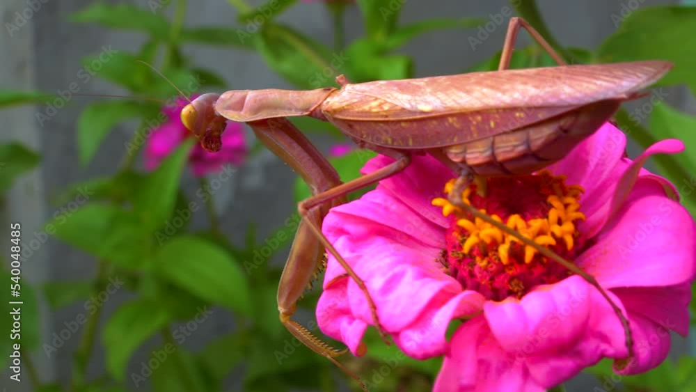 Predator preys on insects. The European mantis (Mantis religiosa) is a ...