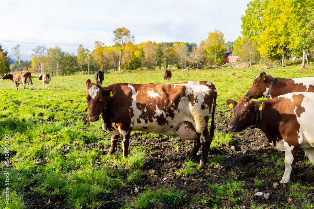 Dairy cows on a Dairy farm in Norway. Dairy cattle (also called dairy ...