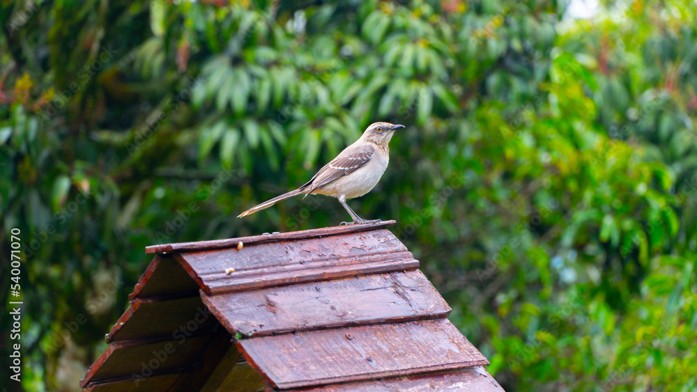 El cenzontle común o sinsonte norteño (Mimus polyglottos) es una ...