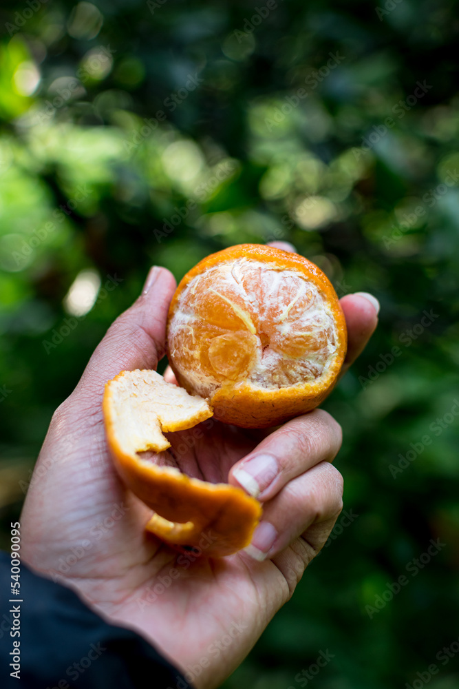 African American woman, Black woman hand holding half peeled fresh ...