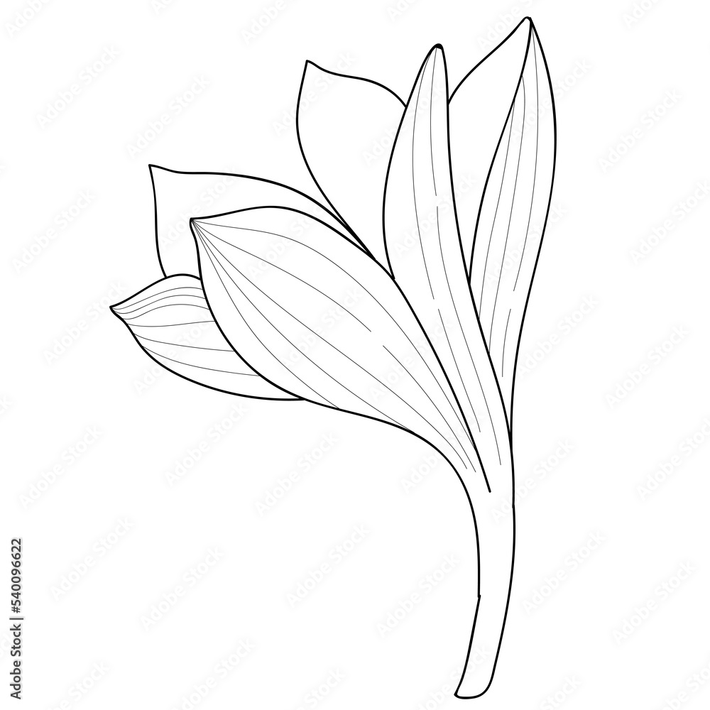 Abstract flat outline art flower illustration. Continous line flower ...