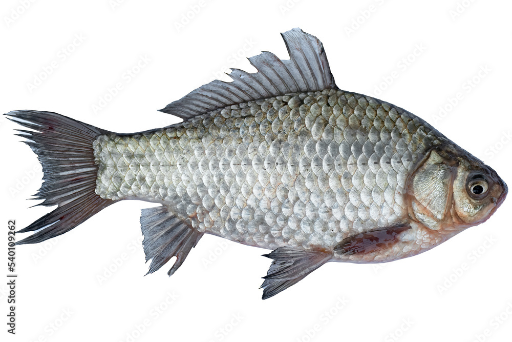 Crucian carp live fish isolated on transparent background Stock Photo ...