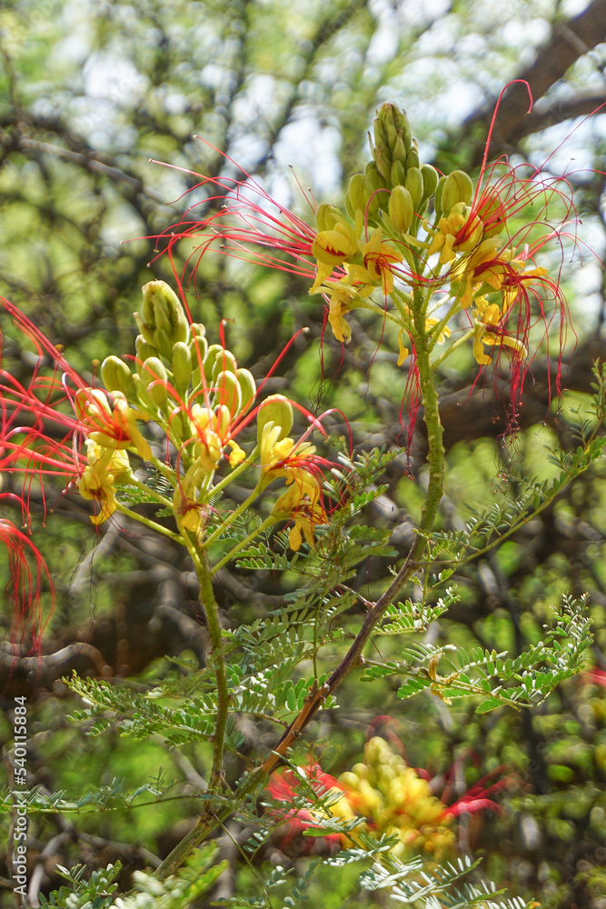 Sedona, Arizona: Yellow bird of paradise - Caesalphinia gillesii - a ...
