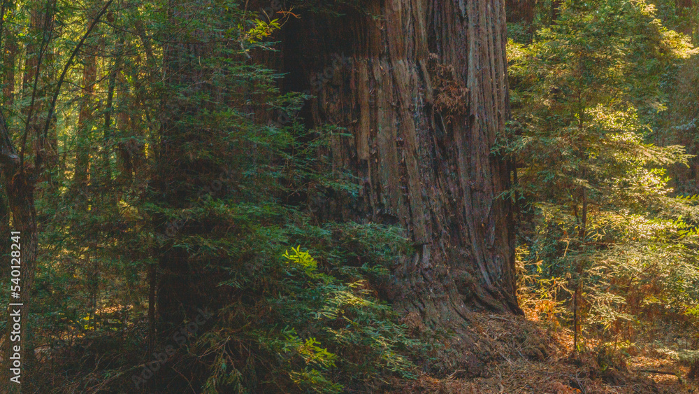 Redwoods at Henry Cowell Redwoods State Park. Felton, Santa Cruz ...