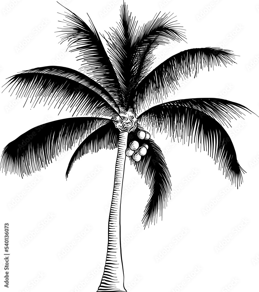 PNG engraved style illustration for posters, decoration and print. Hand ...