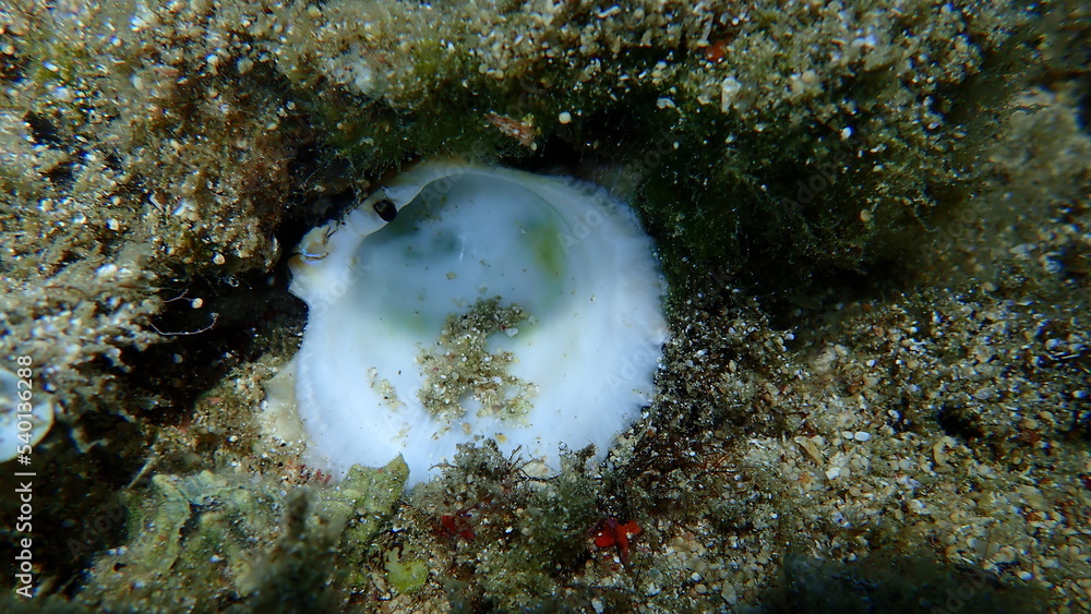 Seashell of bivalve mollusc Thorny oyster (Spondylus gaederopus) on sea ...
