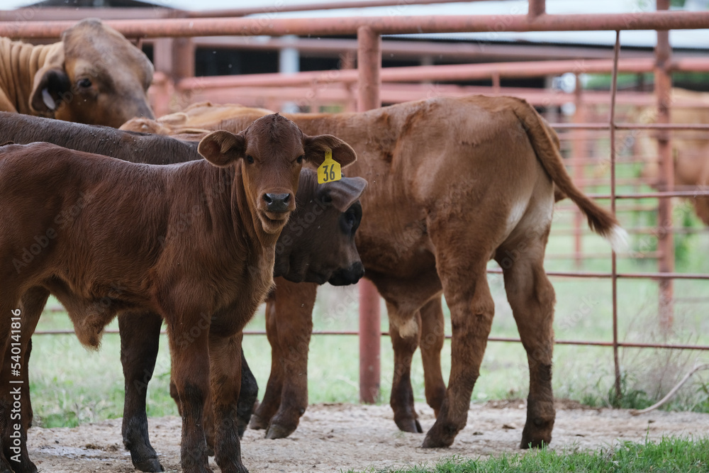 Beefmaster calves closeup on Texas ranch, beef breed of cattle. Stock ...