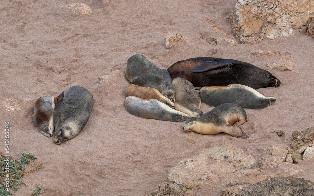 Australian Sea Lions (Neophoca cinerea) at Point Labatt Conservation ...
