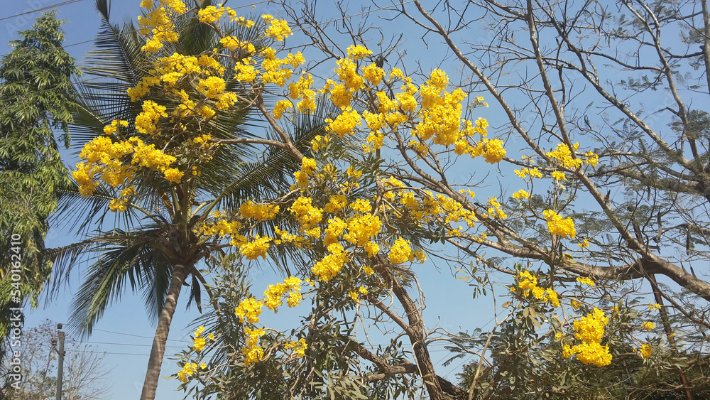 Cassia fistula, commonly known as golden shower. It is the national ...