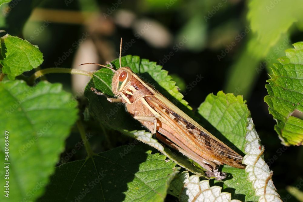Tuchiinago (Patanga japonica) grasshopper, hidin in a bush. Close up ...