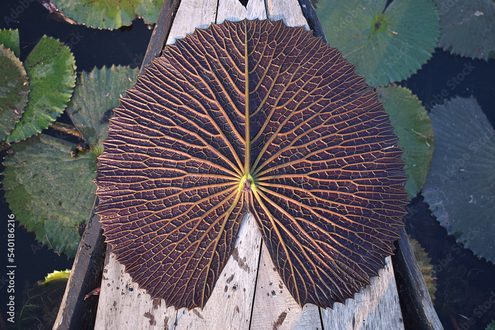 Nature's beauty beneath the water lilies leaves. The underside of a ...