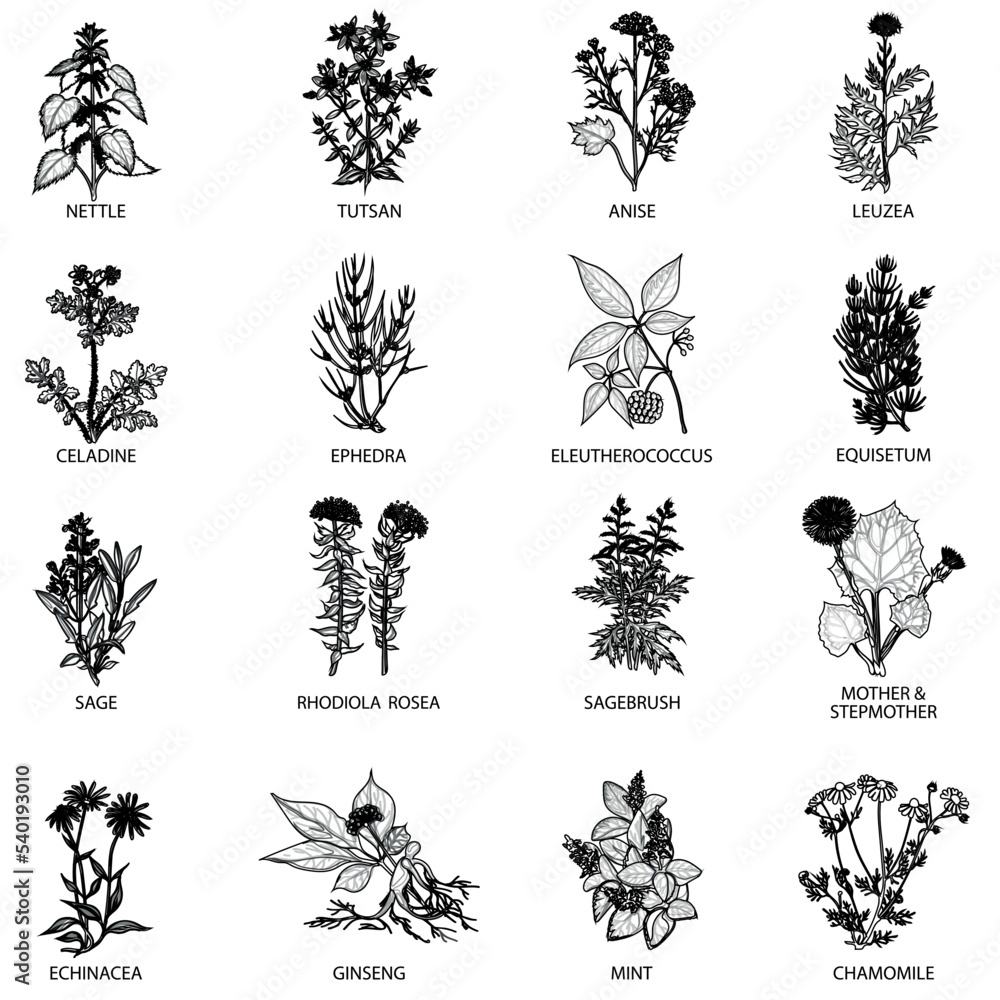 Medicinal herbs icons flat outlines vector collection set Stock Vector ...