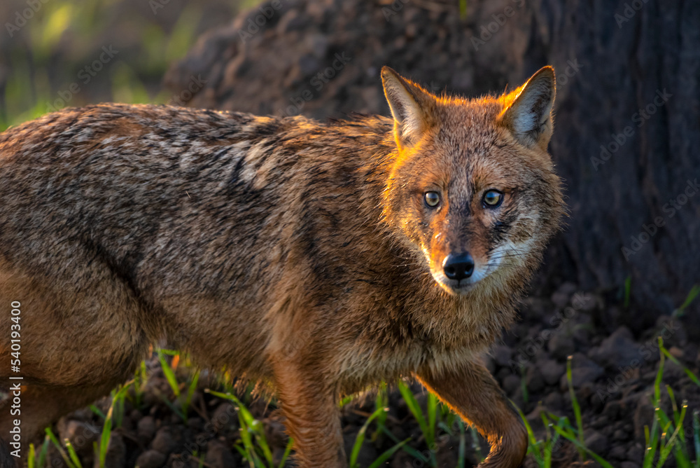 The golden jackal, also called common jackal, is a wolf-like canid that ...