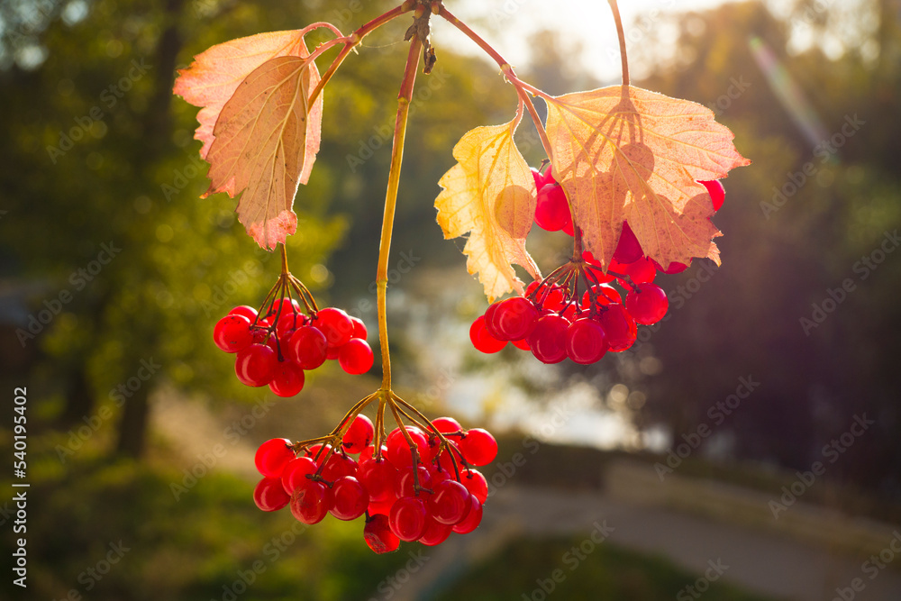 Viburnum morning. Viburnum fruits in the rays of the morning sun. The ...