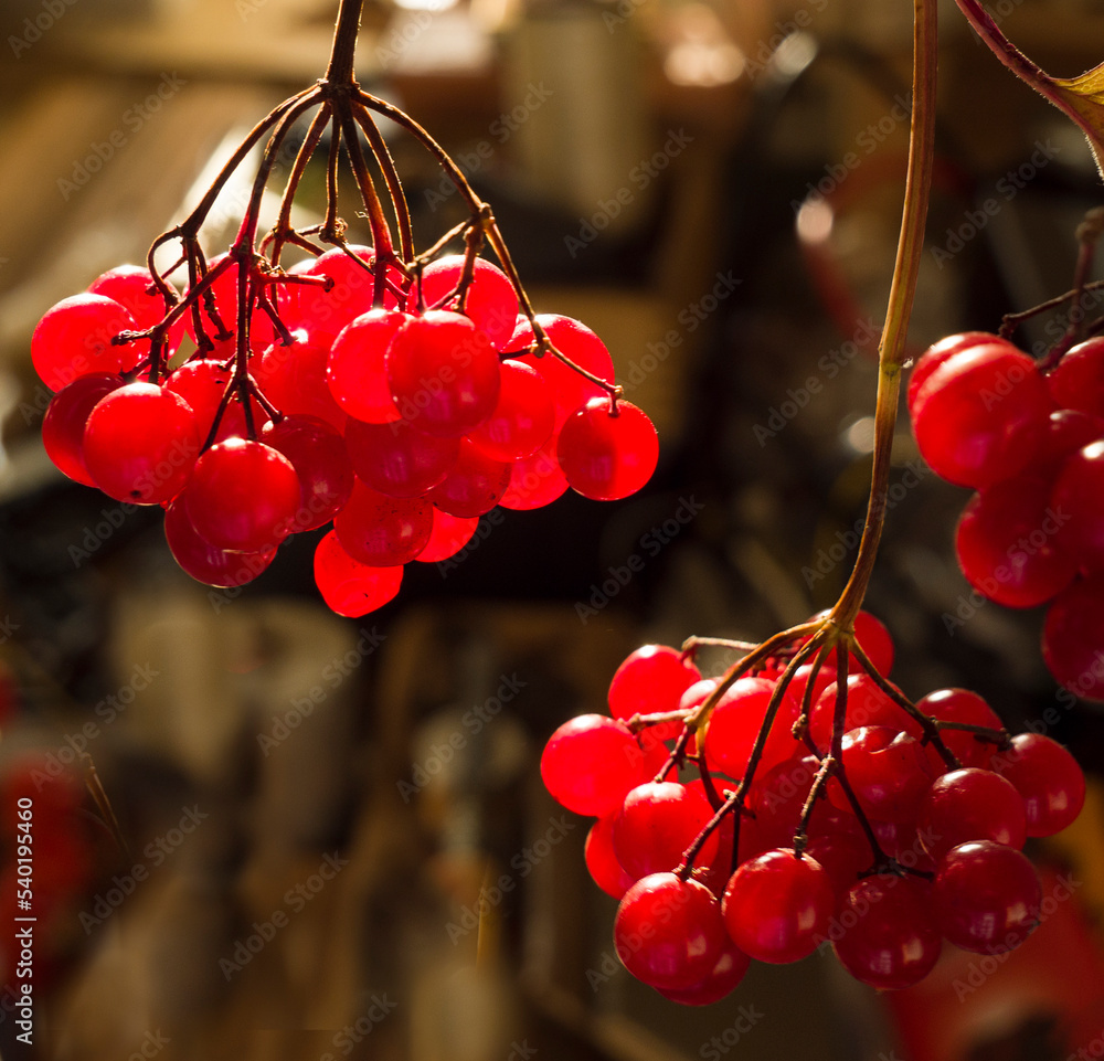 Viburnum morning. Viburnum fruits in the rays of the morning sun. The ...