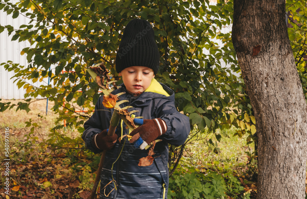 Child helps to clean up the leaves in the backyard garden. The boy ...