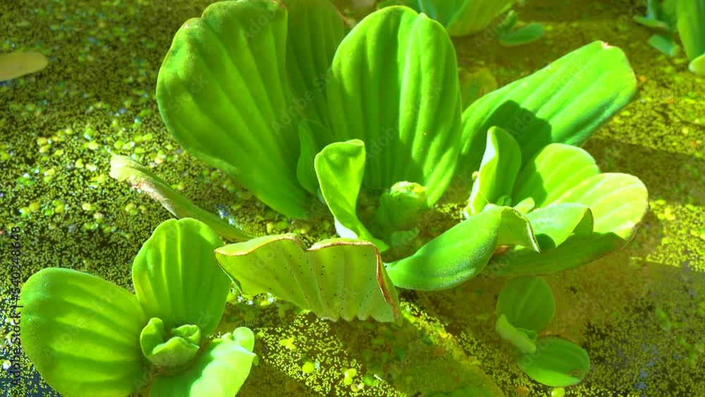 Pistia stratiotes swims among aquatic plants rootless duckweed (Wolffia ...