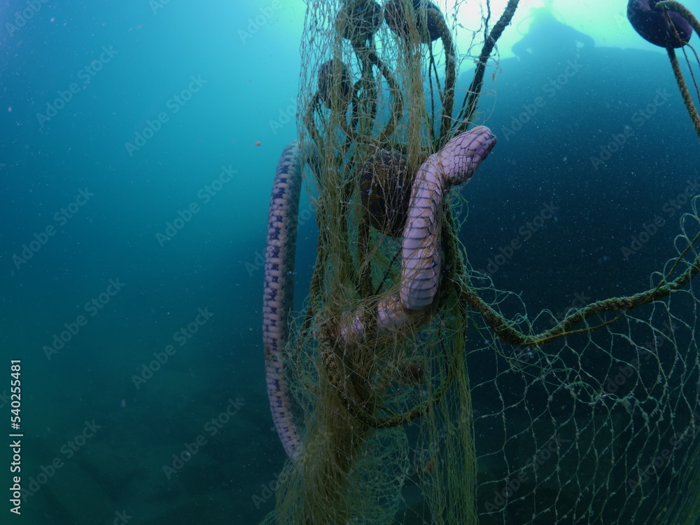 snake caught in an old fishing net underwater scenery ghost nets ...
