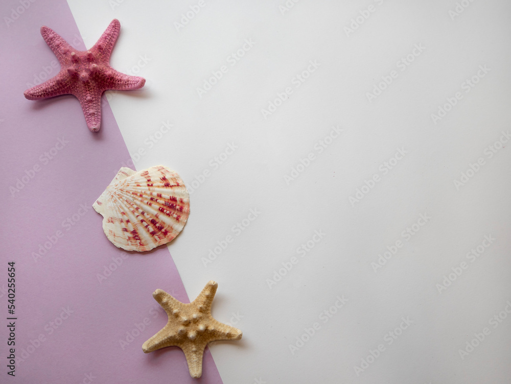 Starfishs and shell on pink and white background, minimal summer idea ...