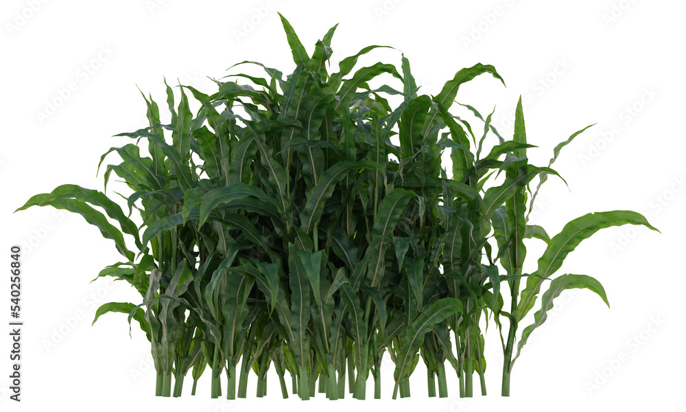 Corn plants PNG image _ Corn plants transparent background Stock Photo ...