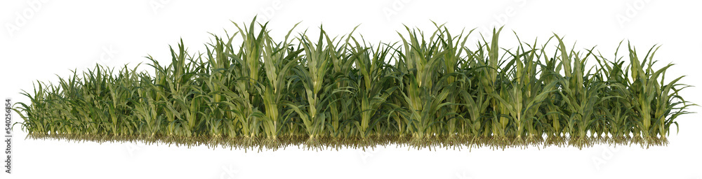 Corn plants PNG image _ Corn plants transparent background Stock Photo ...