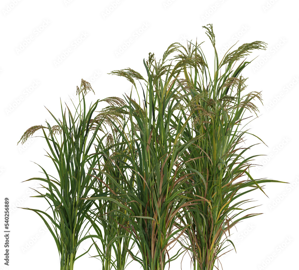 Rice plants PNG image _ Rice plants transparent background Stock Photo ...