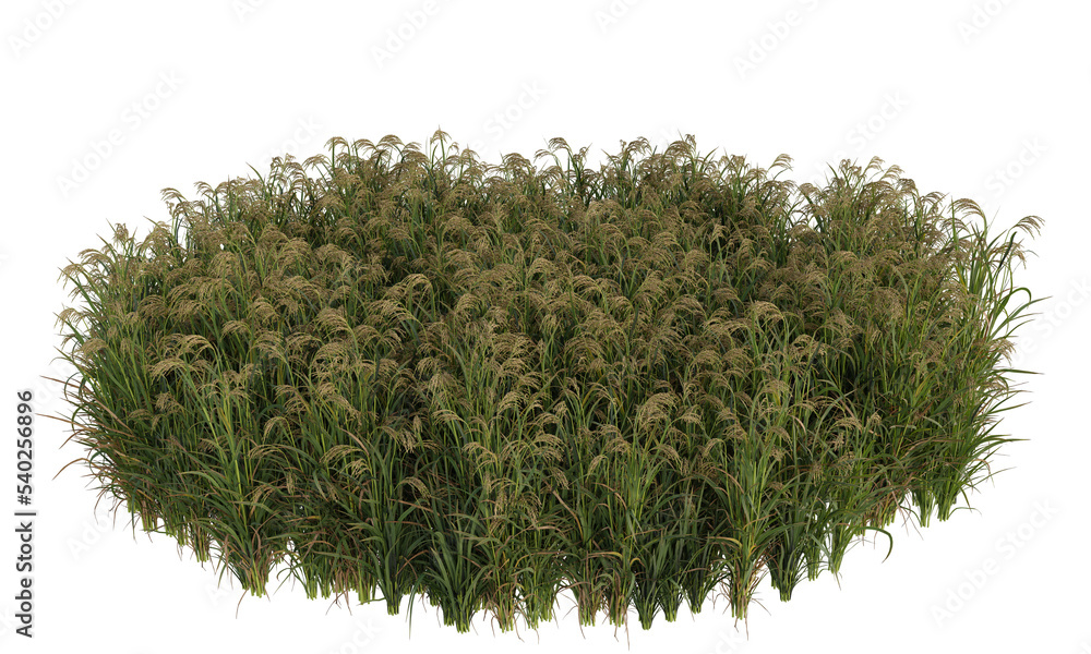Rice plants PNG image _ Rice plants transparent background_ Rice plant ...