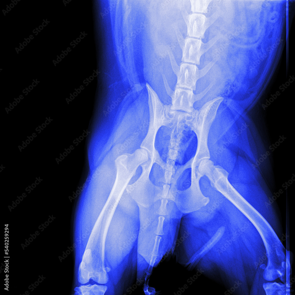 X-ray film of pelvis dog anterior view- veterinary medicine and ...