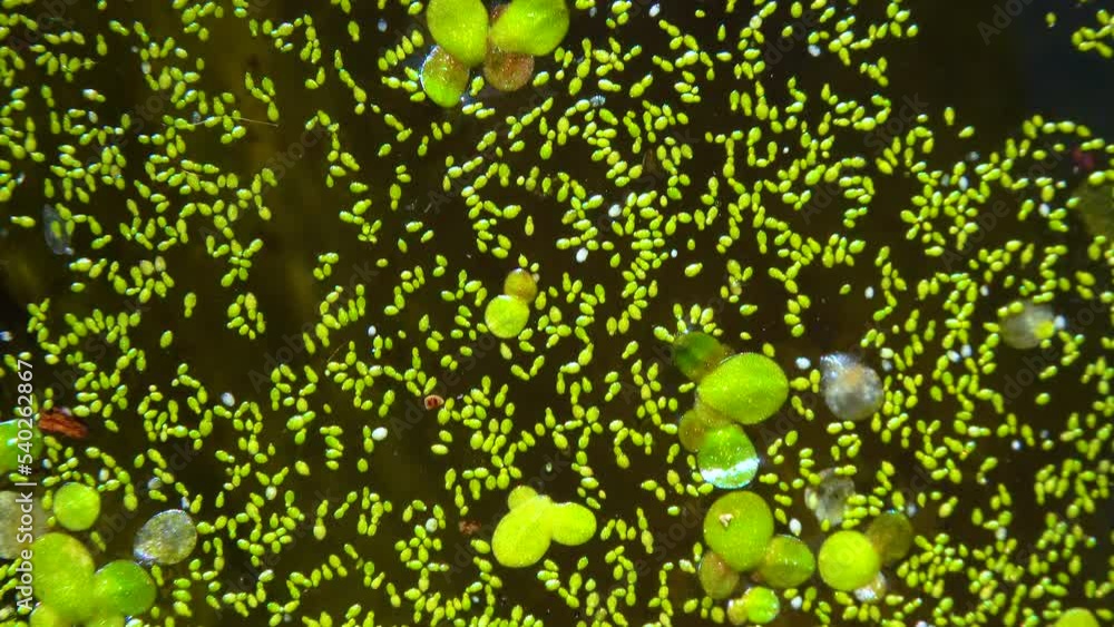 Spotless watermeal, rootless duckweed (Wolffia arrhiza) and duckweed ...