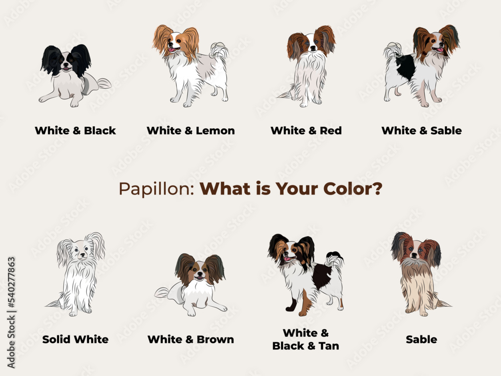 Papillon colors. Cute dog characters in various poses, designs for ...