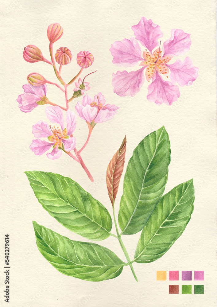 Watercolor botanical philippine flora Lagerstroemia speciosa banaba ...