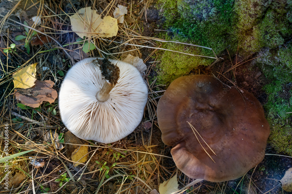 Pluteus cervinus, also known as Pluteus atricapillus and commonly known ...