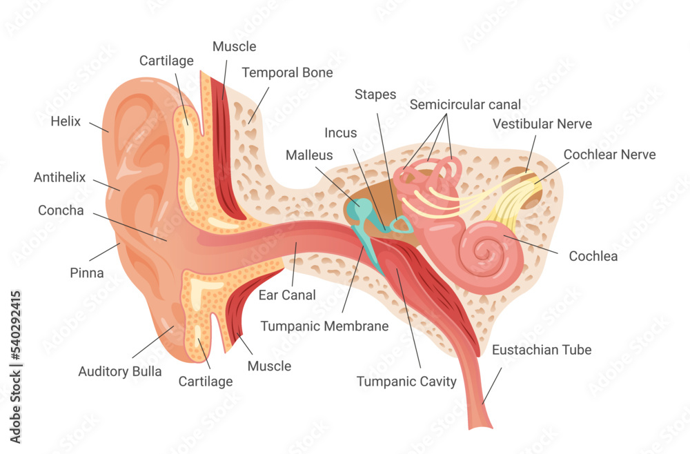 Anatomy Of Human Ear Infographic Scheme Vector Flat Illustration Inner