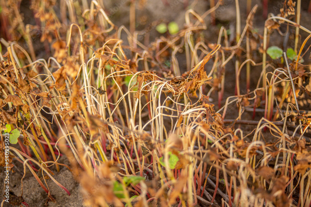 Buckwheat field with young buckwheat flowers after frost in spring ...