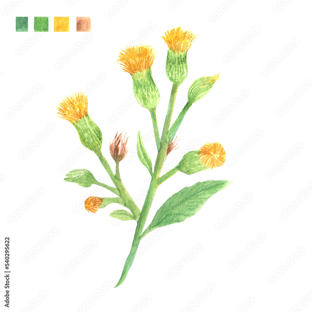 Watercolor plant portrait Blumea balsamifera flower Stock Illustration ...