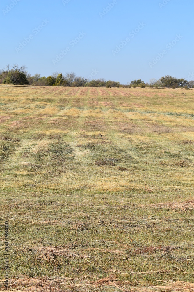 Mowed Hay Grass in a Farm Field Stock Photo | Adobe Stock