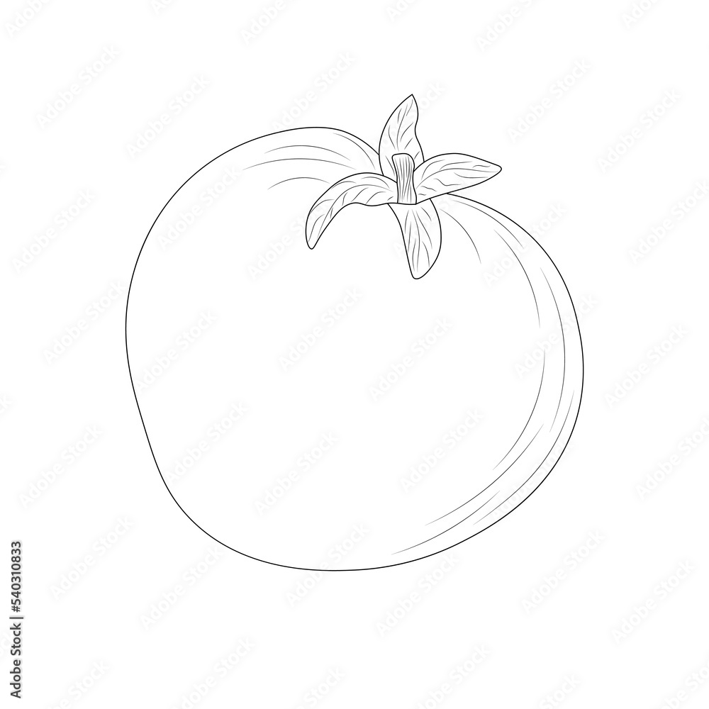 tomato outline in cartoon style, tomato outline for coloring isolated ...