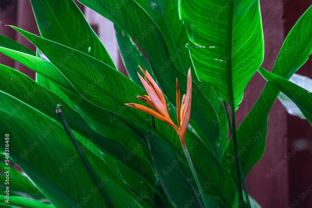 Heliconia psittacorum Biological Species Bird of paradise One colourful ...