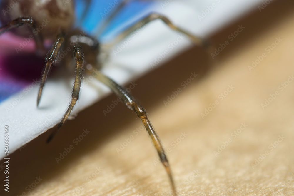 Artistic close ups of a fat spider or Steatoda bipunctata, a common ...