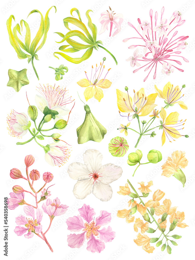 Watercolor Philippine flora flowering trees flowers Stock Illustration ...