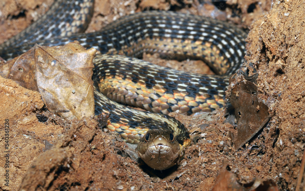 Common Garter Snake resting in an "S" shaped coil inside of a large log ...