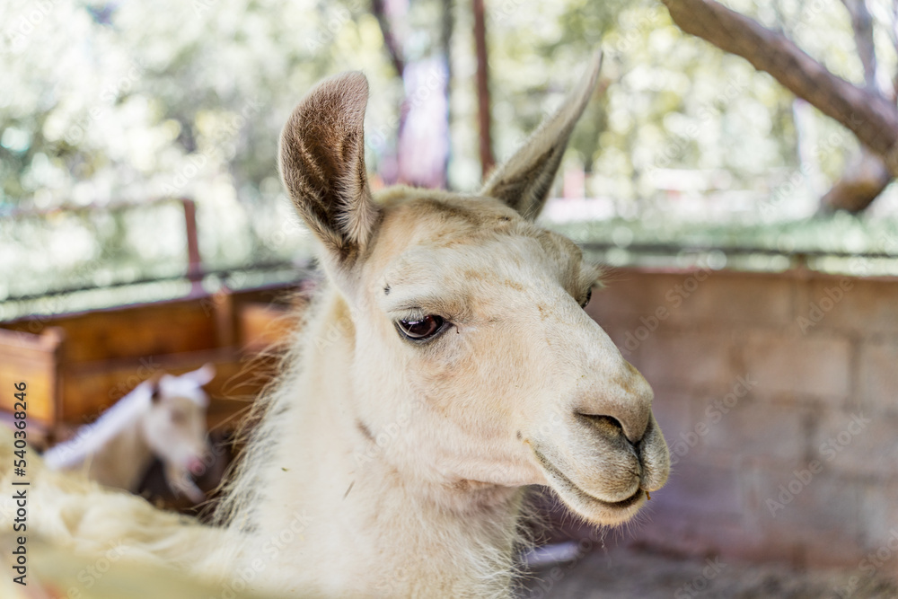Tierna llama en el desierto, animal sonriendo a la camara, retratos de ...