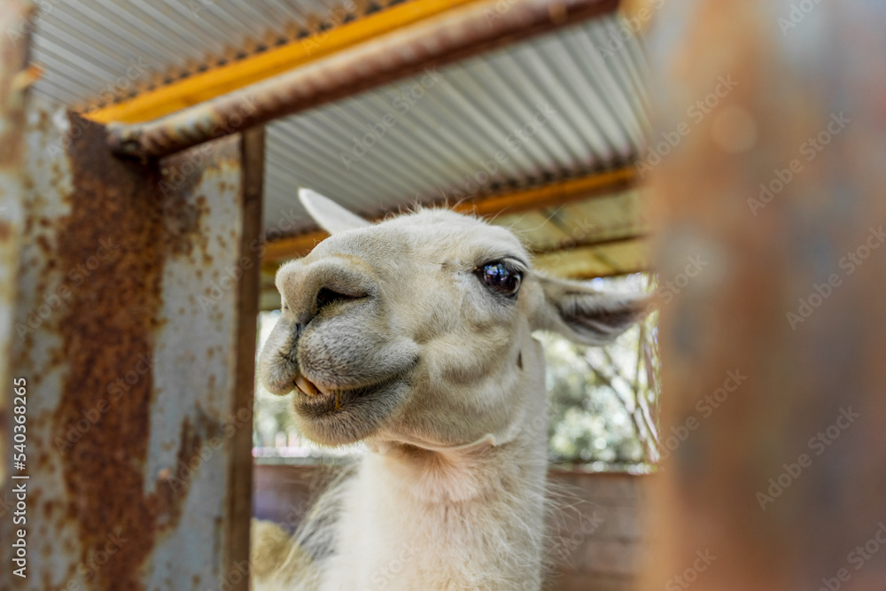 Tierna llama en el desierto, animal sonriendo a la camara, retratos de ...