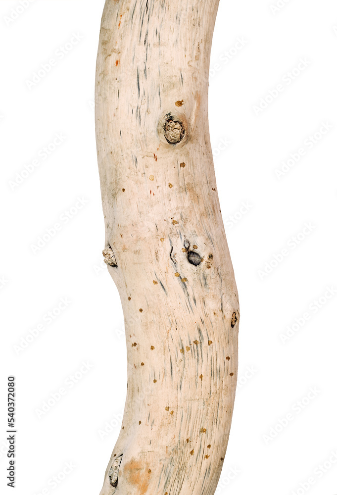 artistic driftwood dry naked barkless tree trunk, isolated closeup ...