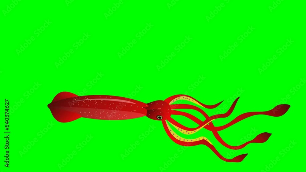 Cartoon Squid 2D Animation Loop on Green Screen | Cute Sea Creature ...