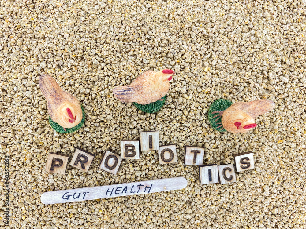 Poultry Gut Health Issues, Intestinal Health for Good Performance ...