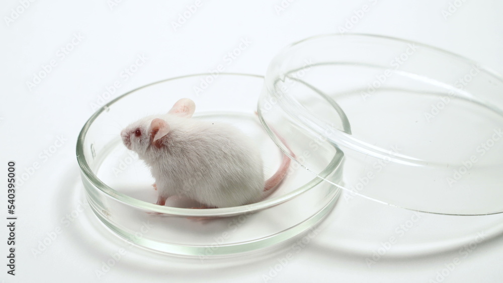 White laboratory mouse on the table in the laboratory. On a white ...